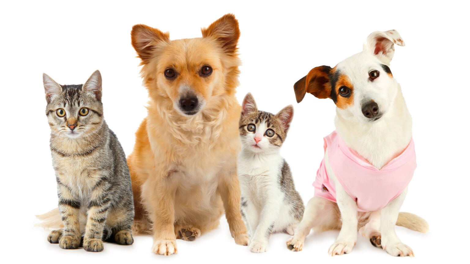 DELAWARE HUMANE ASSOCIATION PARTNERS WITH NORTH SHORE ANIMAL LEAGUE ...