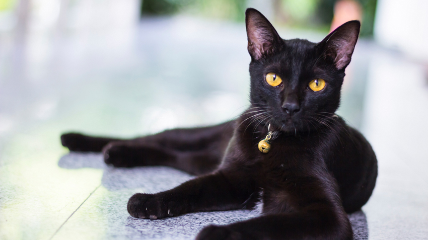 It’s National Black Cat Day - DETVCH